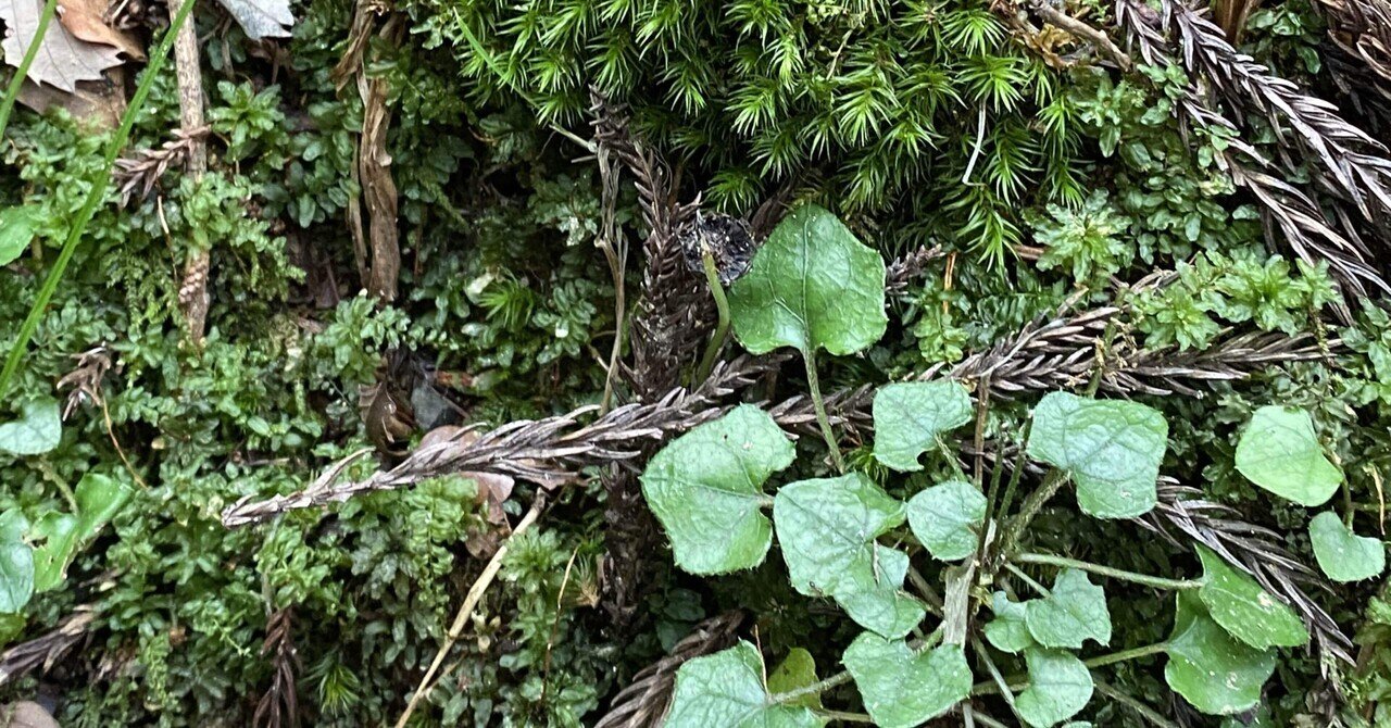 苔はかわいいなあ｜keko_birdlove