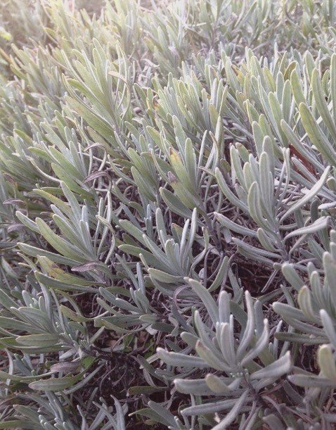 どっちもいいね♪｜りおん