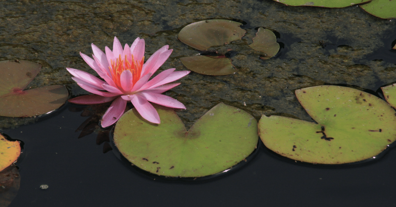 息子からのメール｜sikuramen