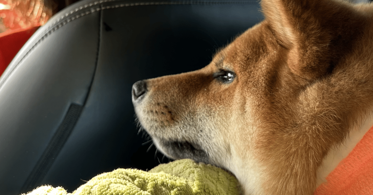 こなつチャンネル(40)どこ行くの？｜NicePapa 平野 尚志