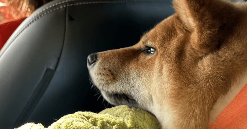 こなつチャンネル(40)どこ行くの？｜NicePapa 平野 尚志