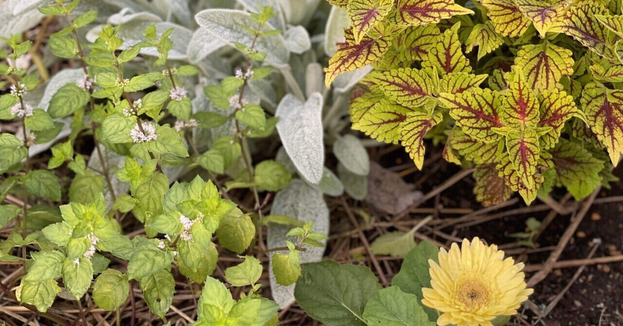 風は秋いろ、の日。｜ sio