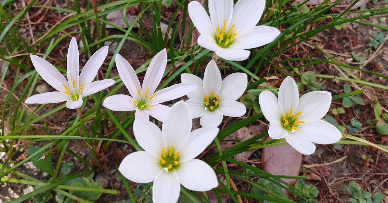 【庭先にて】玉すだれ｜kao