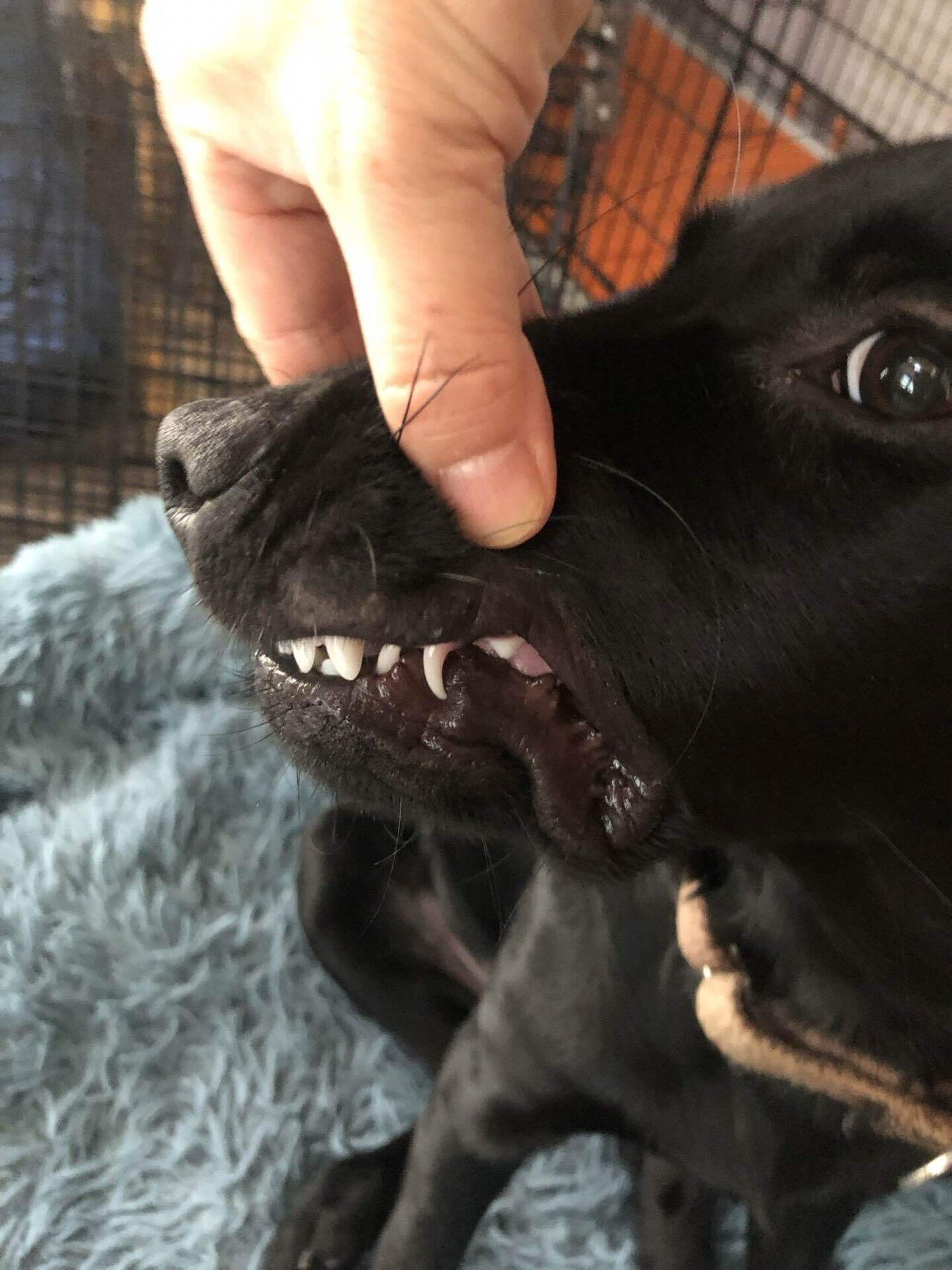 さてこれは何でしょう？｜ユメカ（Yumeka.yy）