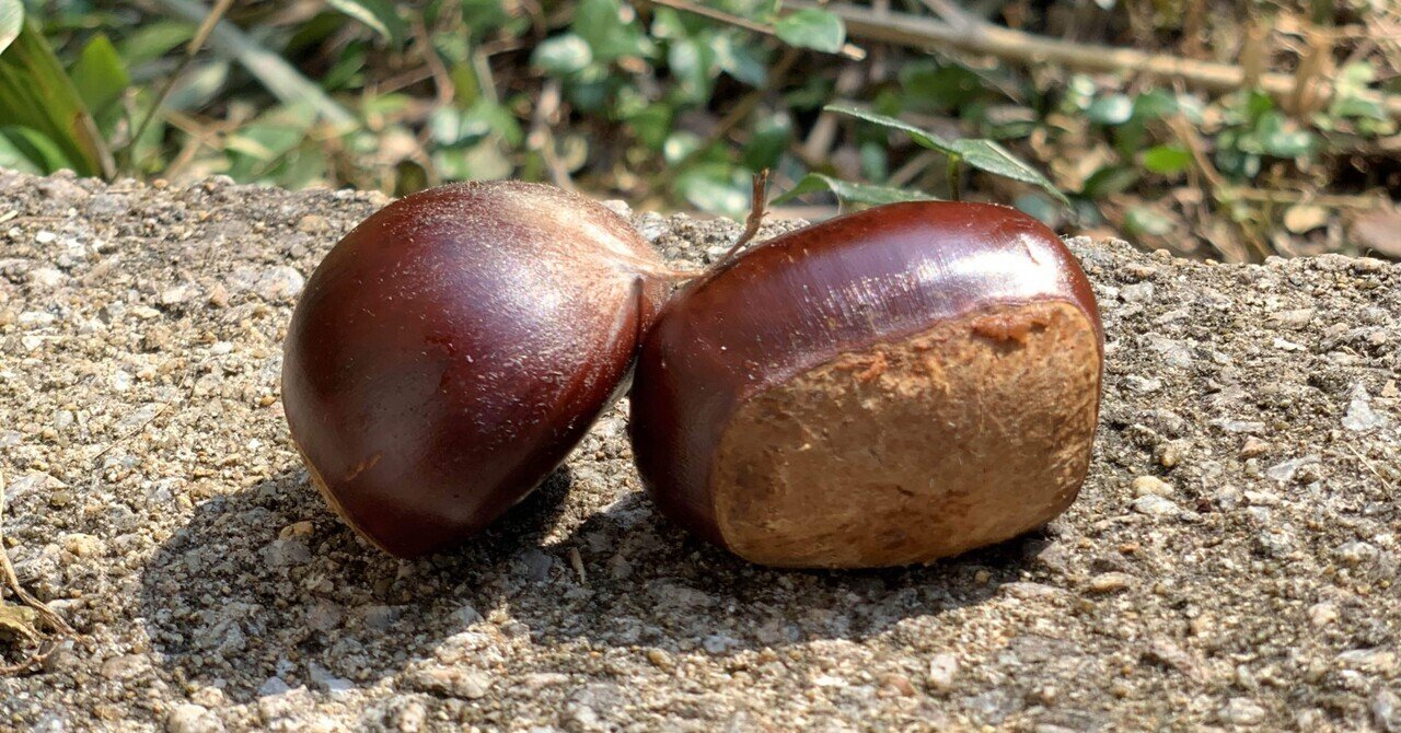 栗の背中｜kyo☆ko