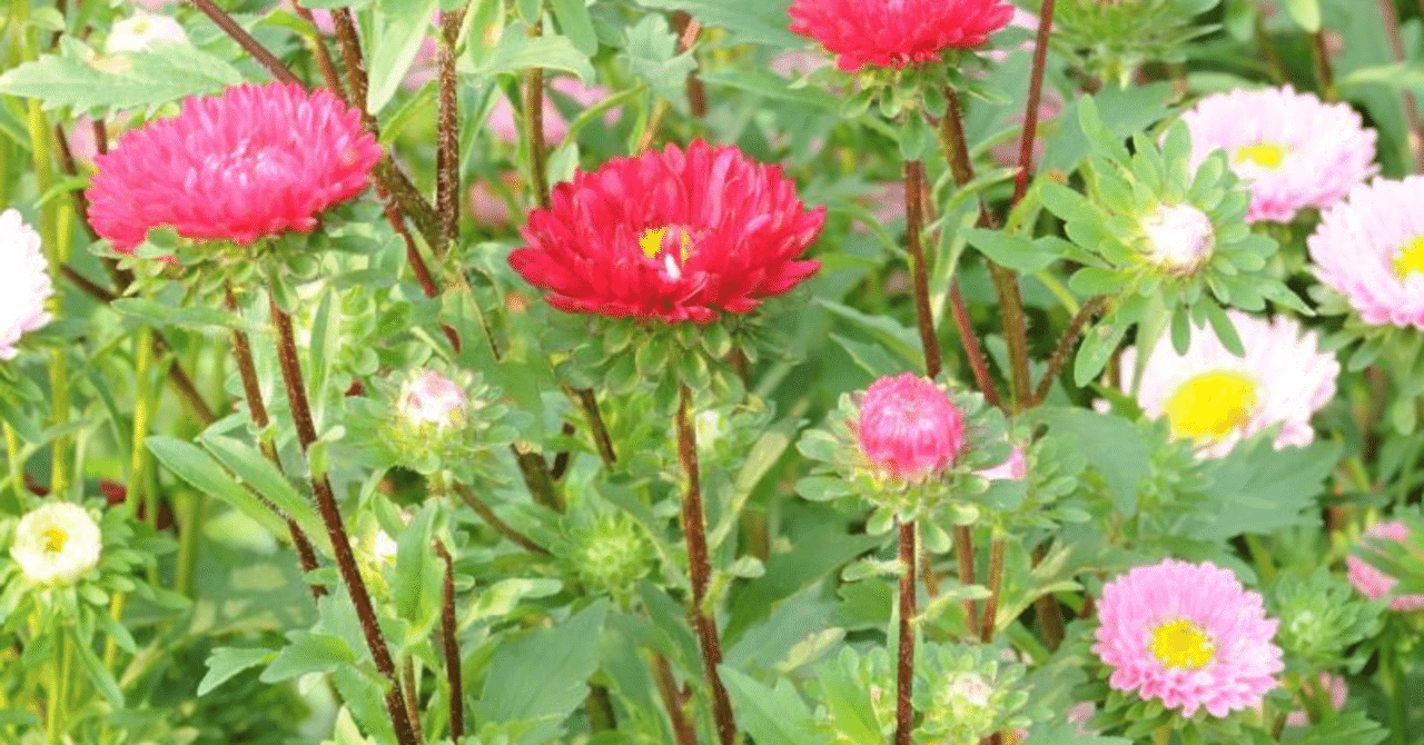 linux 技術動向 2023-0913｜blue06_2022