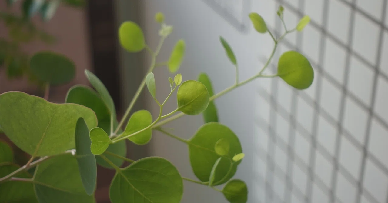 The Eucalyptus That Gave Me a Small Thrill｜こにたん