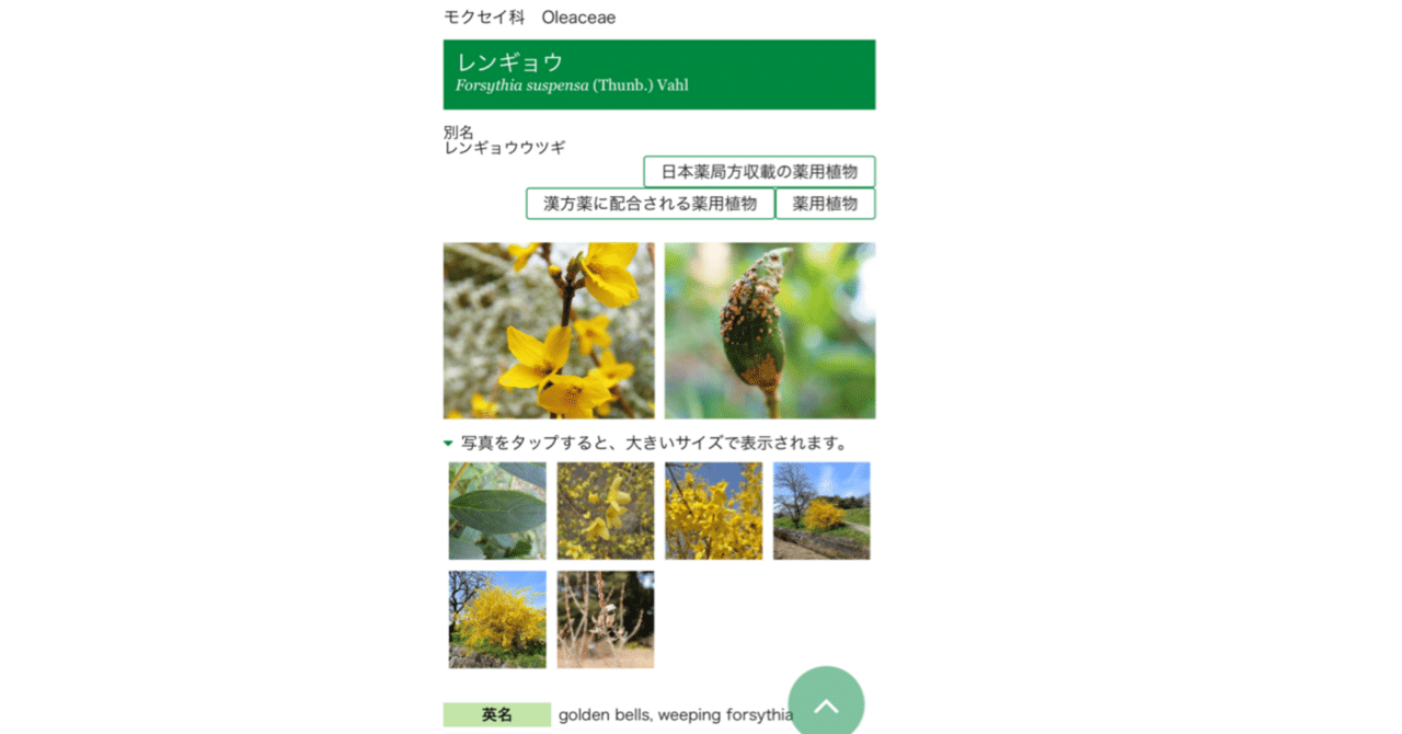 【草花】レンギョウ（連翹）｜200im