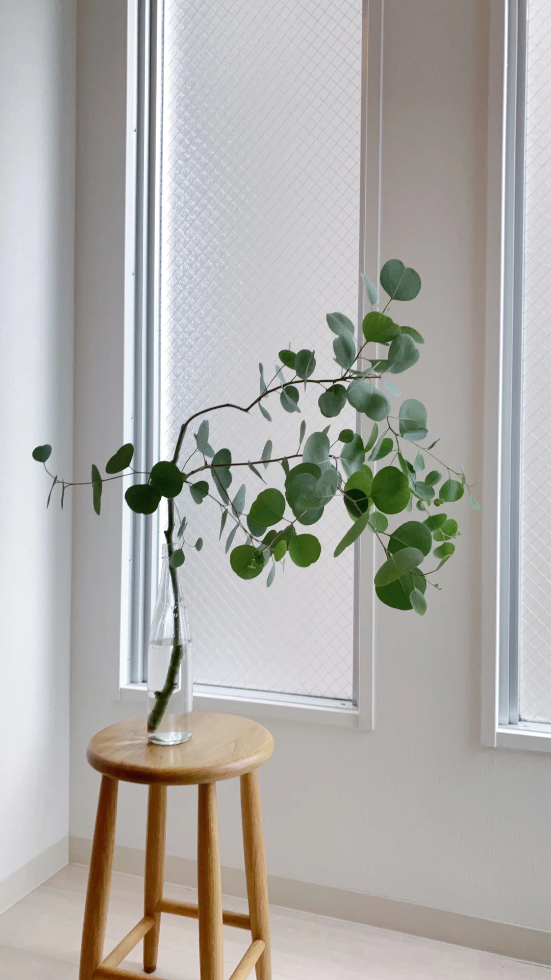 The Eucalyptus That Gave Me a Small Thrill｜こにたん
