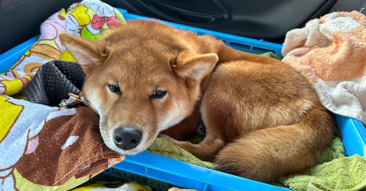 こなつチャンネル(42)また行くの？｜NicePapa 平野 尚志