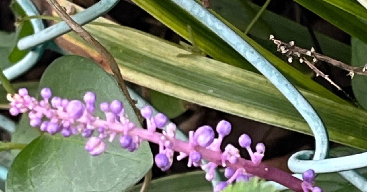 おおかみと七ひきのこやぎ｜perori_32