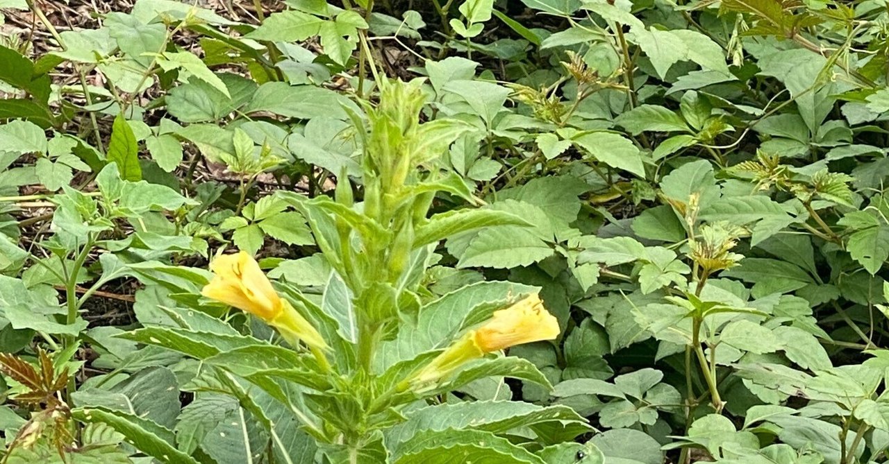ある日の訪問フットケア -石巻市へ-｜阿邊里恵_rie abe
