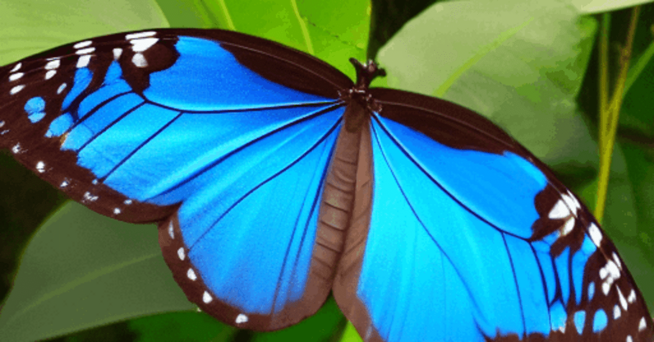 あなたで在ることを 喜んで生きよう♡｜Cicari_no