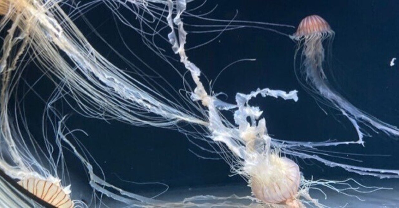 ブログを書いてると、お守りのような日を持てる。｜leye kayo