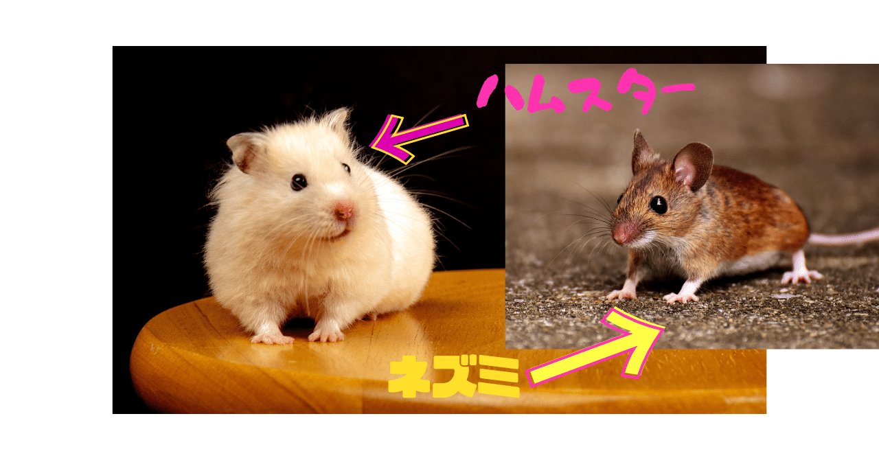 ハムスターはネズミではない！！！｜HamuHamuチップ