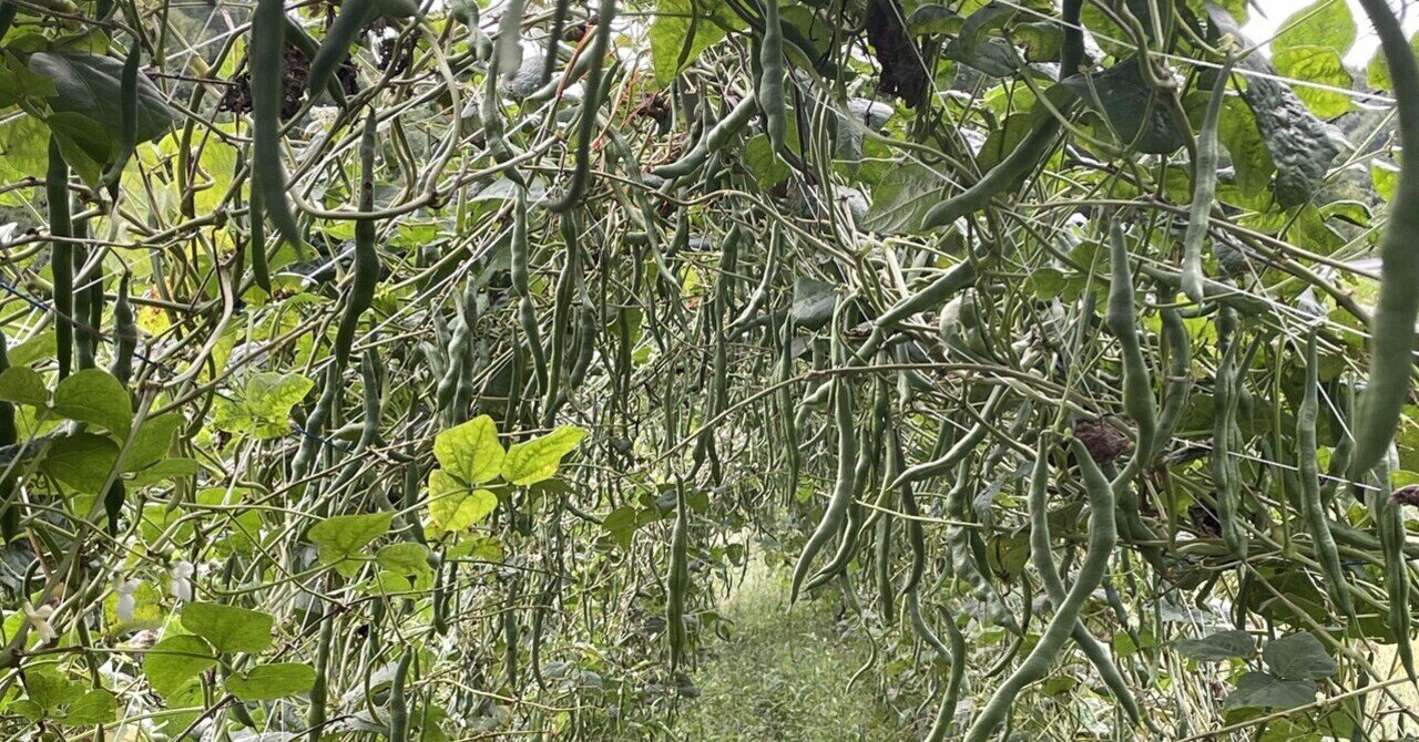 コロナで収穫が😭｜Osada Takuya