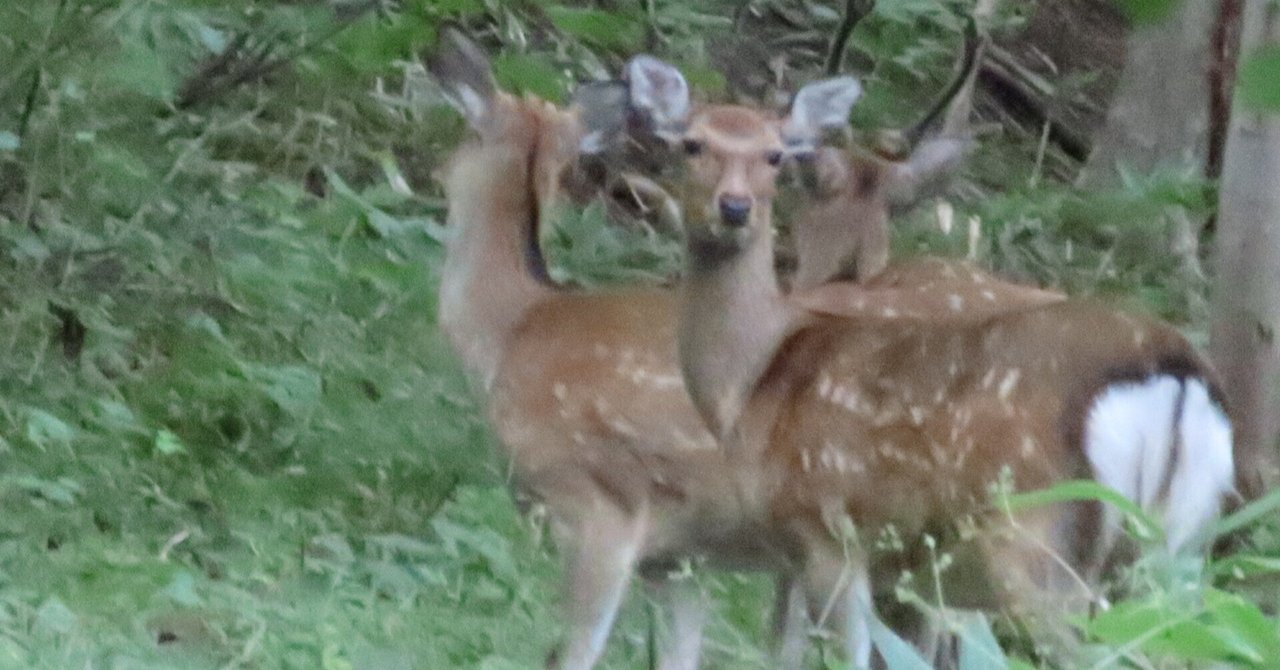 山行記録：銭函天狗山（R5.9.16）｜kakbock（登山社労士）