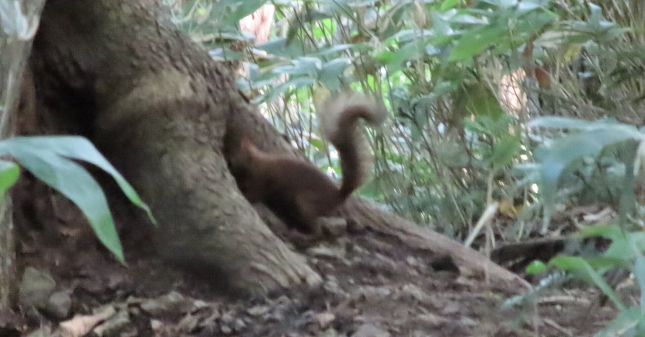 山行記録：三角山・大倉山・奥三角山（R5.9.17）｜kakbock（登山社労士）