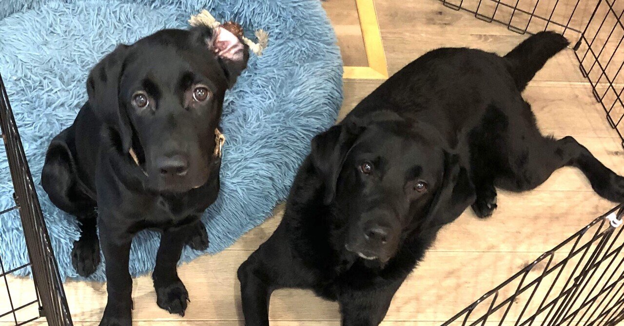 パピーとの暮らし13週目｜ユメカ（Yumeka.yy）