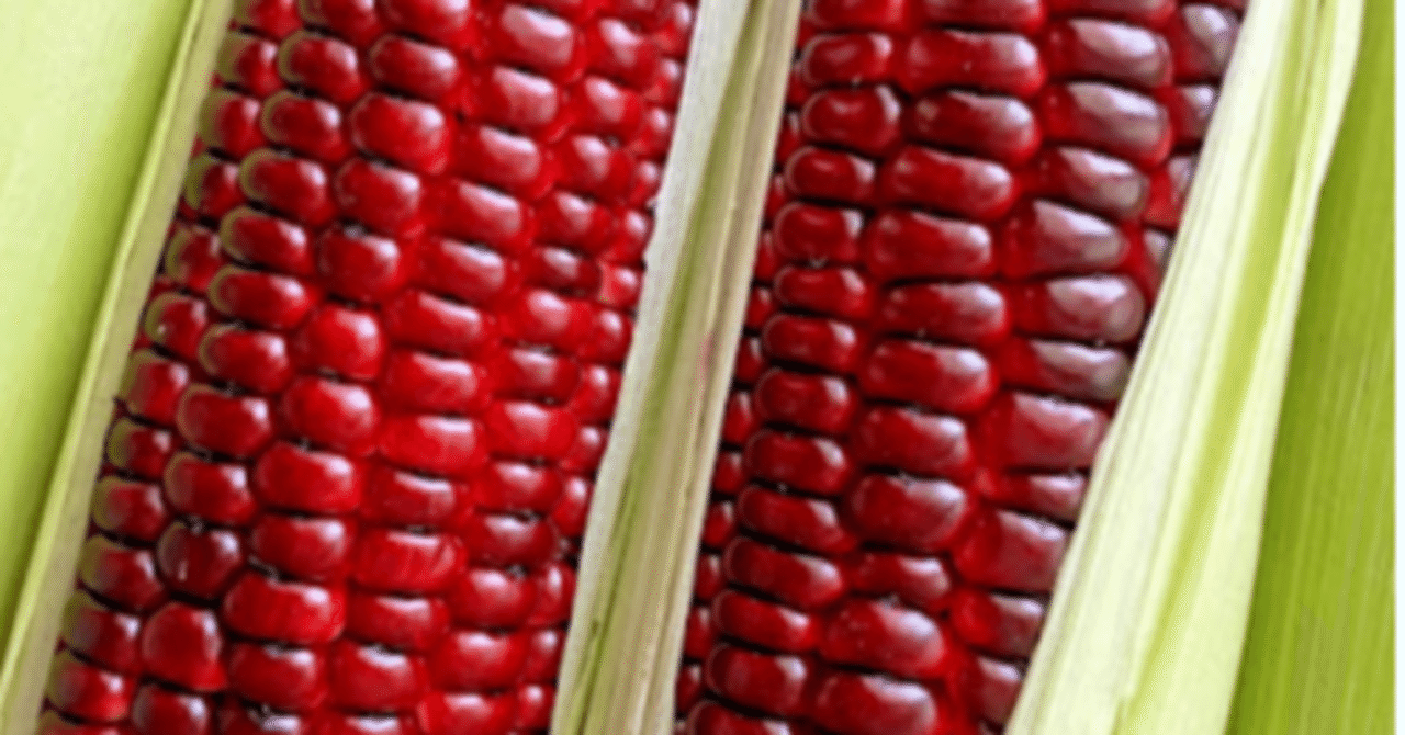 キスと赤いトウモロコシ：一瞬の触れ合いが明かす、未知なる世界 ｜Minto Tamaki