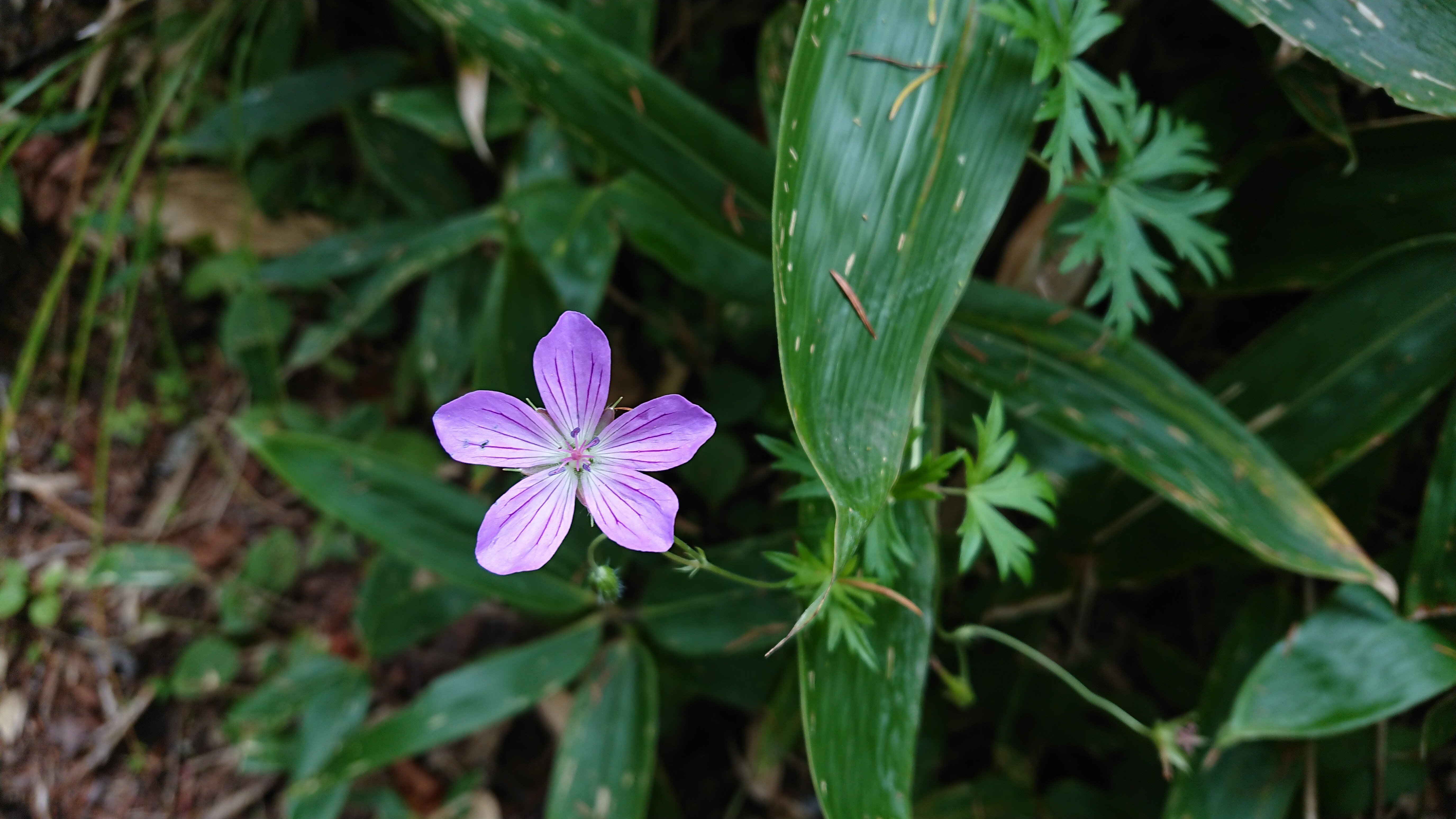 The_Wonder_Summer_Travers｜UK-EarlyBird