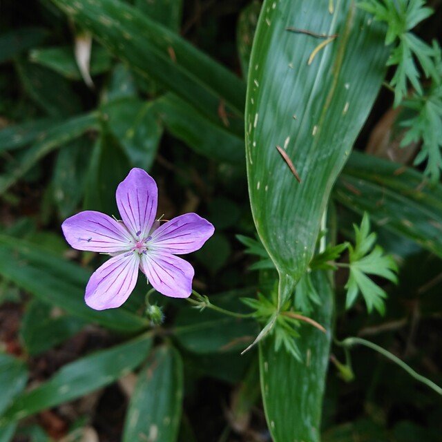 The_Wonder_Summer_Travers｜UK-EarlyBird