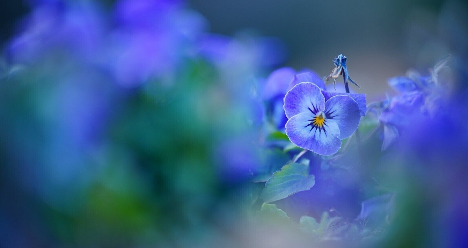 mushikui-ringo｜note