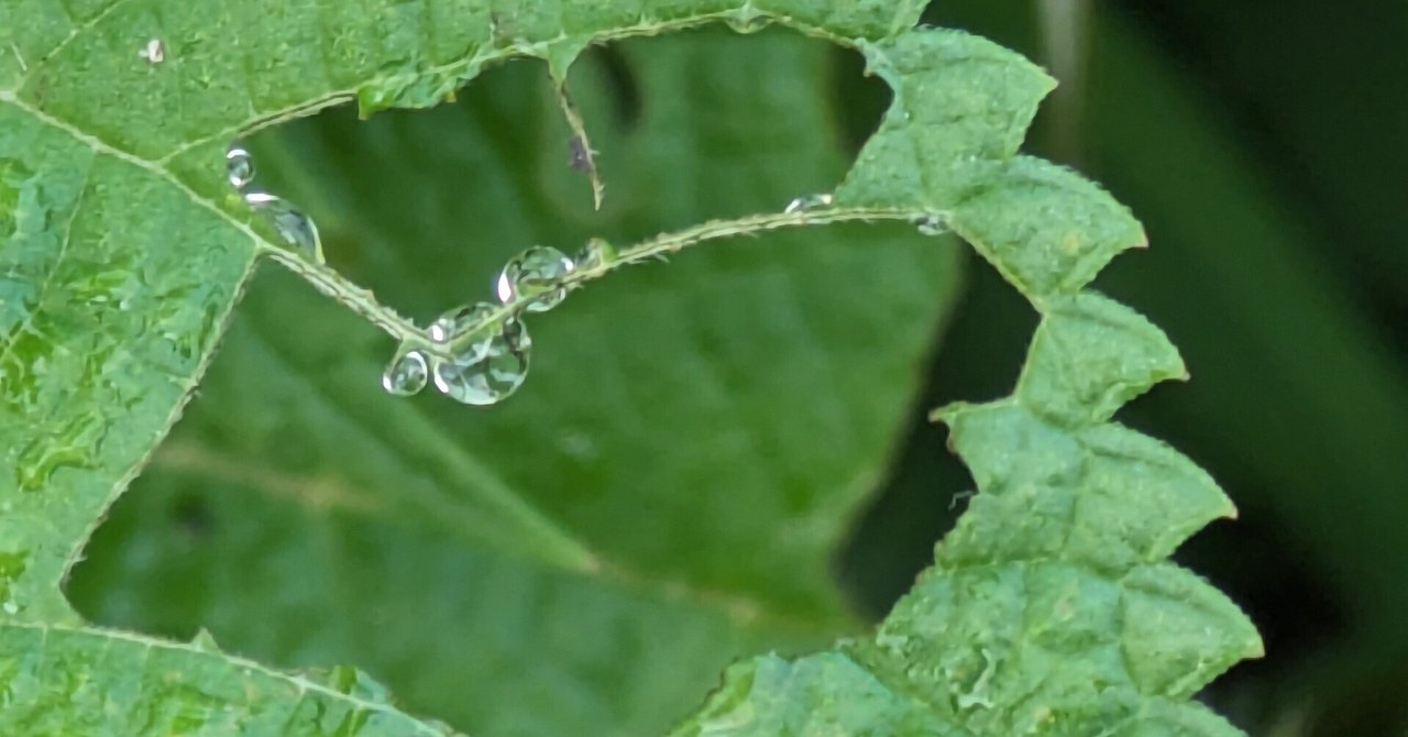 一枚の画像〜雪の女王？｜ichiro70