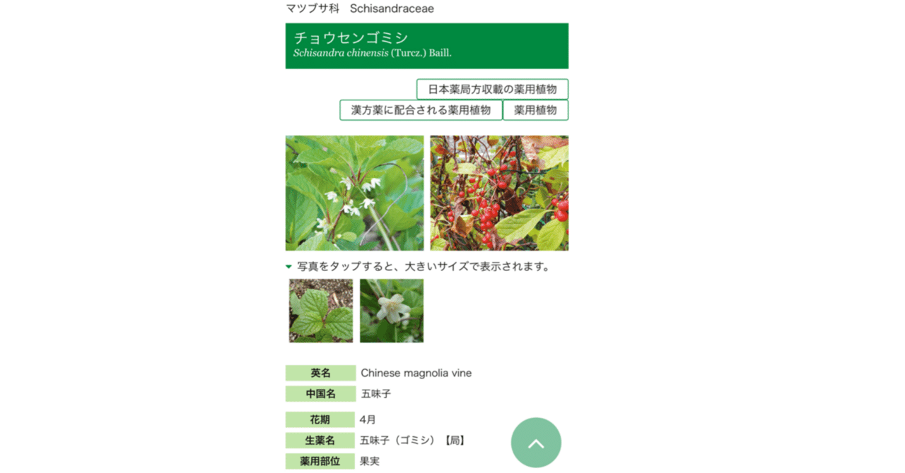 【草花】チョウセンゴミシ[種子は五味子]｜200im