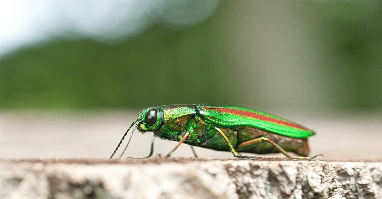 「蟲医―Insect Surgery―」第2話｜𝔚𝔞𝔨𝔢𝔦🐞𝔜𝔞𝔡𝔞