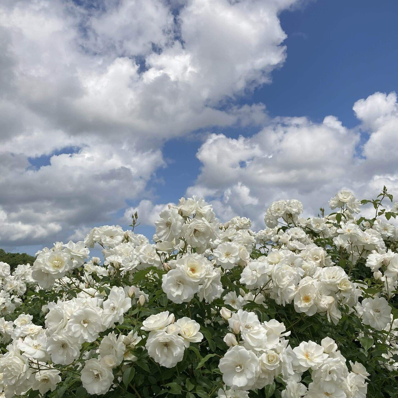 ばら集め⑥ 春ばら｜mitako