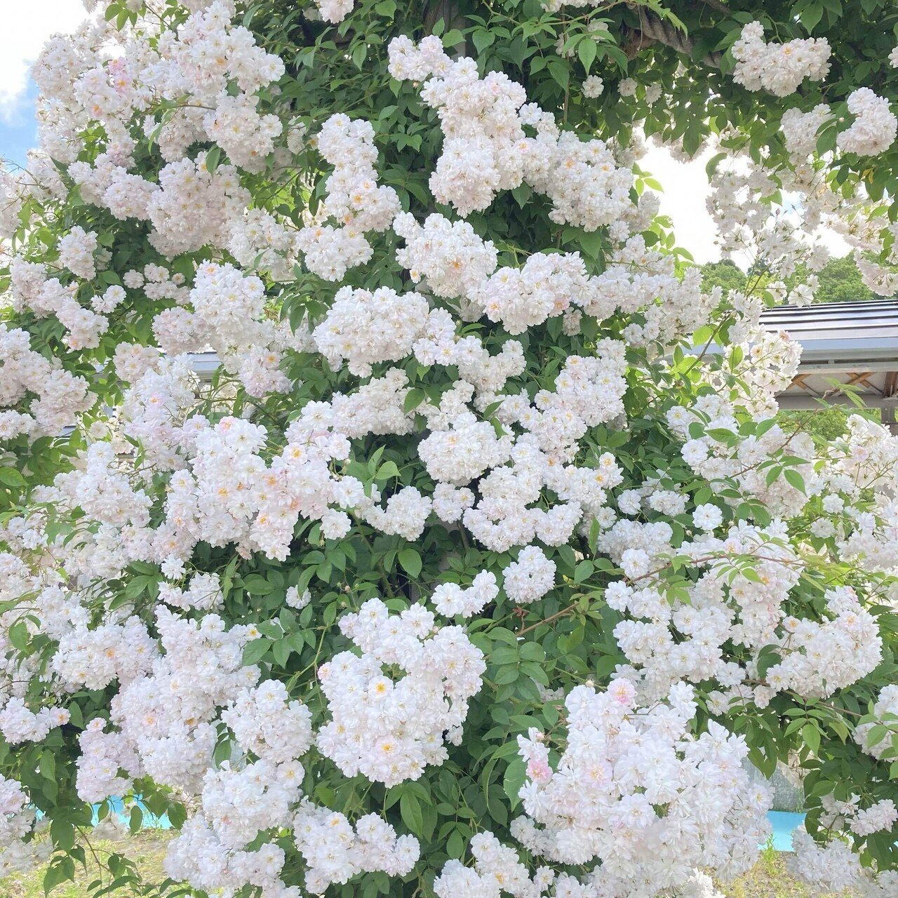 ばら集め⑥ 春ばら｜mitako