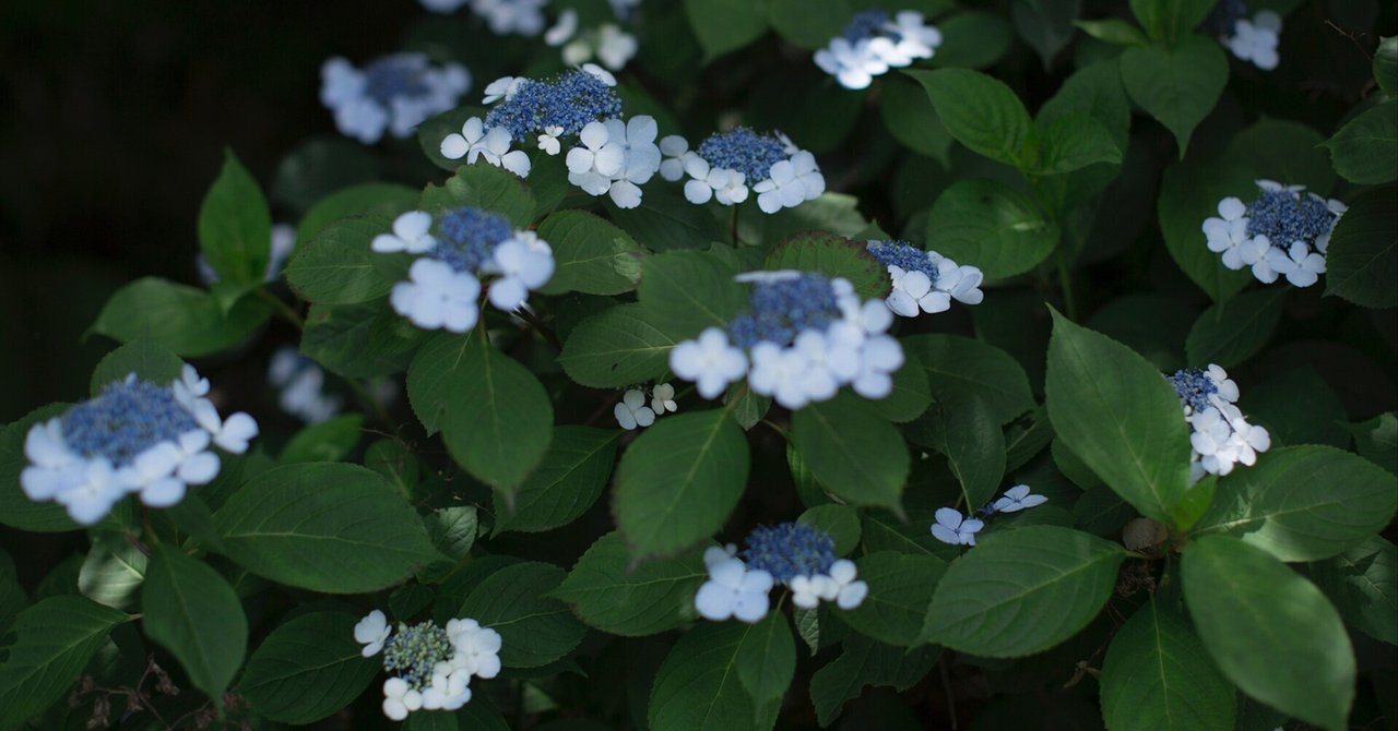 ＃1 おばちゃん軍団｜Mayumi Yoshida