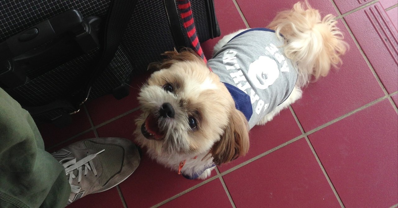 ポンチとゆう名前の由来｜Mayumi Yoshida