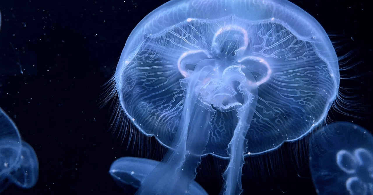 誰の「ために」やっているのか｜コケ