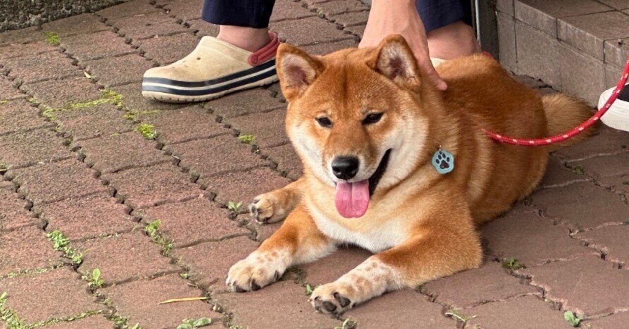 こなつチャンネル(47)通院、4回目！｜NicePapa 平野 尚志