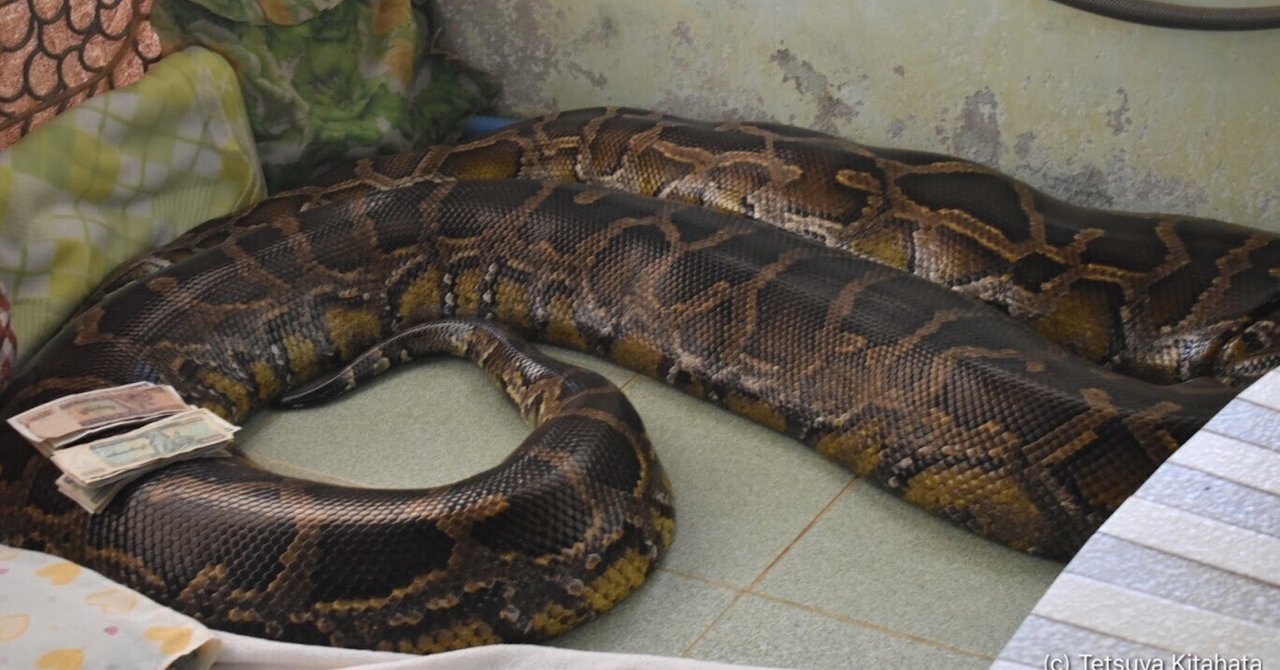 Top Python Modules (ChatGPTと学ぶ）｜KitaSan