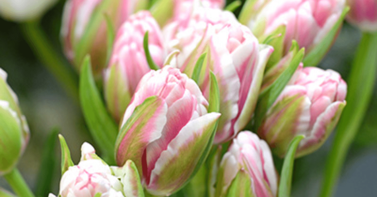 愛犬よ、幸せな日々をありがとう｜白井 梅