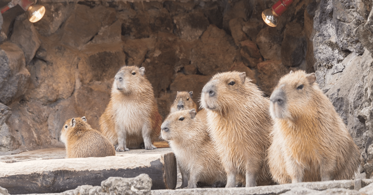 「小さく経験する」とはどういうことか｜市谷 聡啓 (papanda)