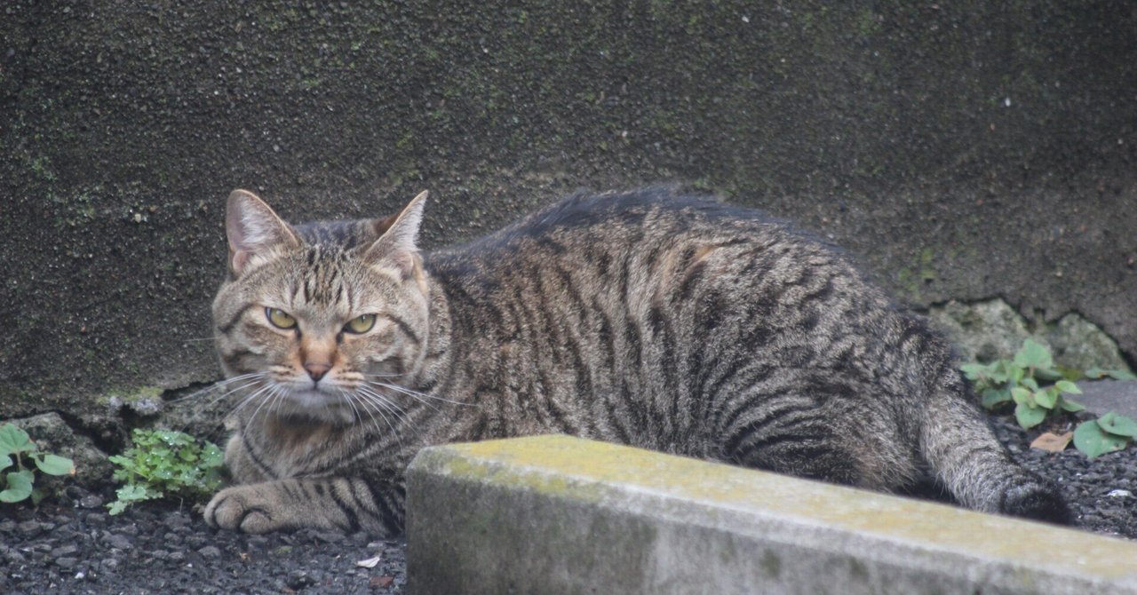 調停員という素人｜紅＝猫の瞳に恋する執事 Ti amo♡ ＃キジトラ ＃note ＃小説 ＃エッセイ ＃猫がいる幸せ