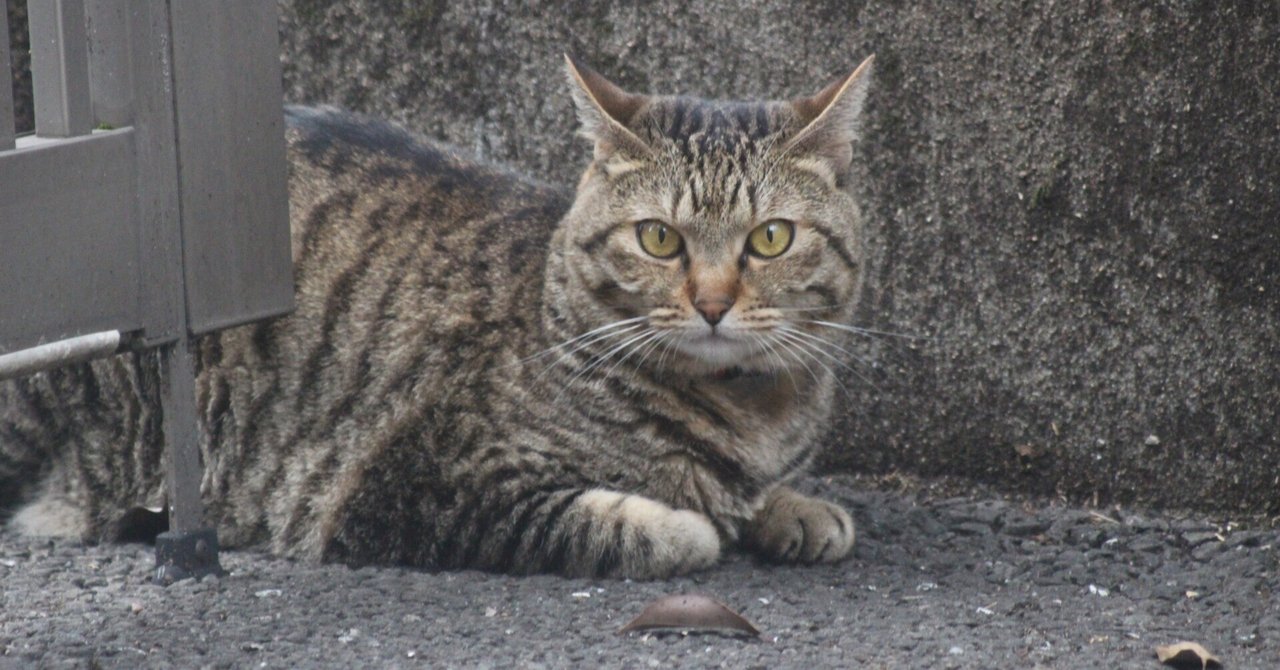 XYZ エックスワイジー｜紅＝猫の瞳に恋する執事 Ti amo♡ ＃キジトラ ＃note ＃小説 ＃エッセイ ＃猫がいる幸せ