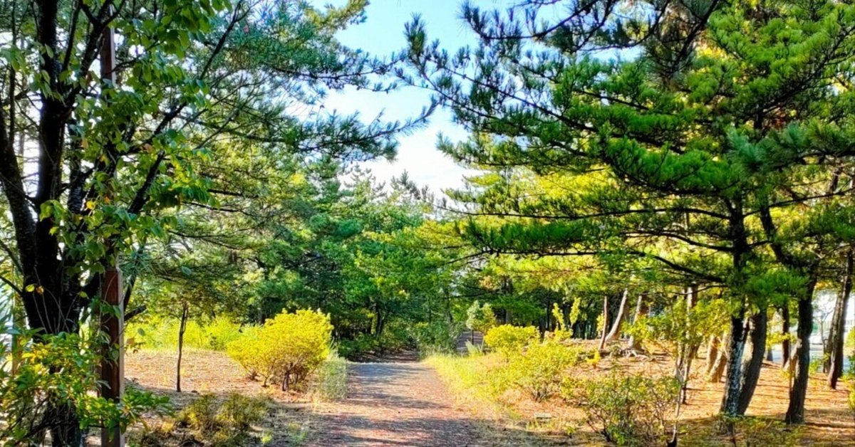 夜のさんぽ道。｜sachico tanabe