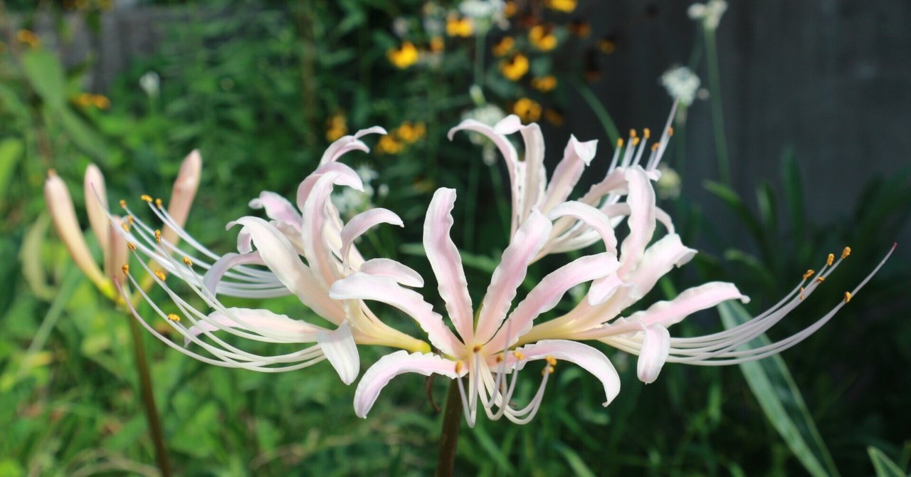 続、家康くんの想い人｜mao_asobi