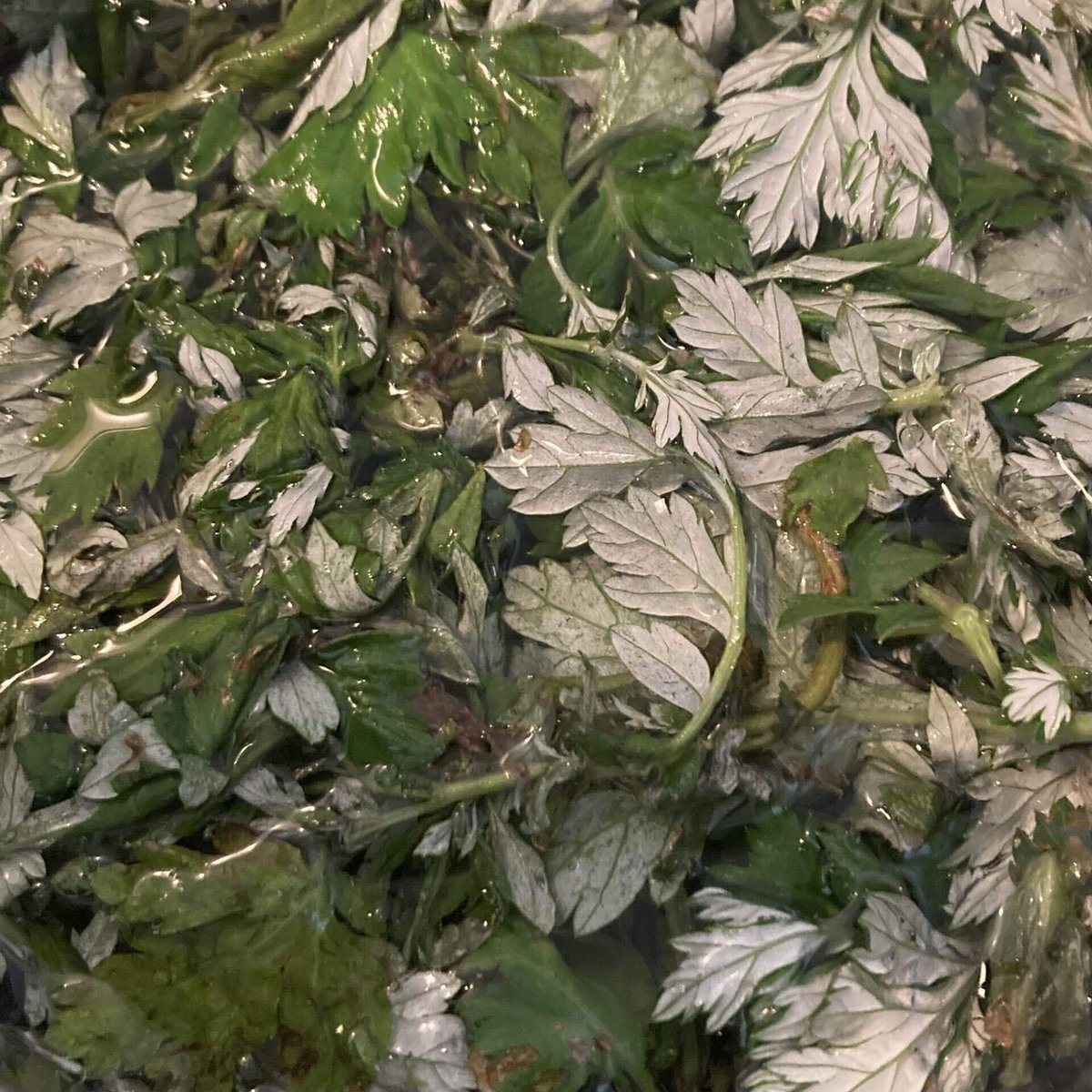 衣 |ひまな日曜日の「よもぎ」染め｜Petorashika_note