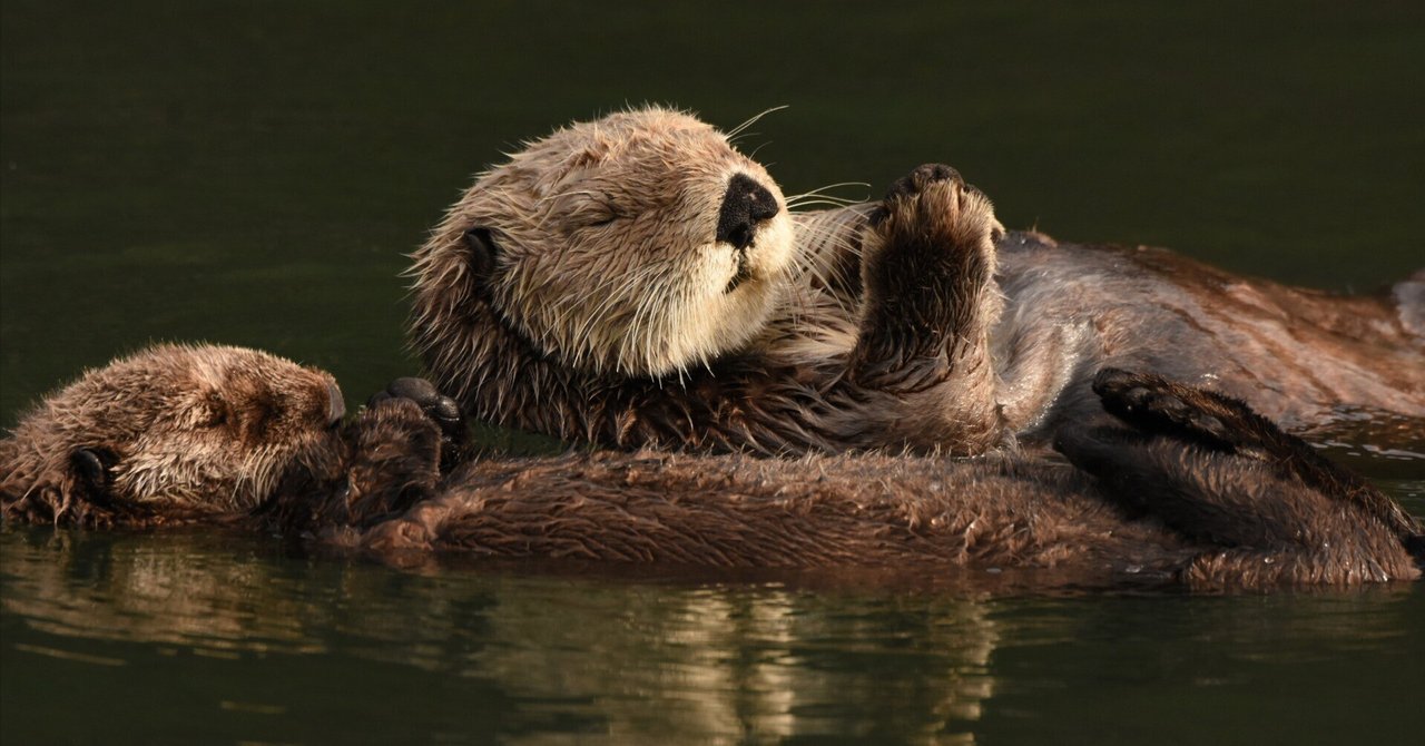 Sea otter awareness week 2023｜京大WRC海獣班なんでも相談室