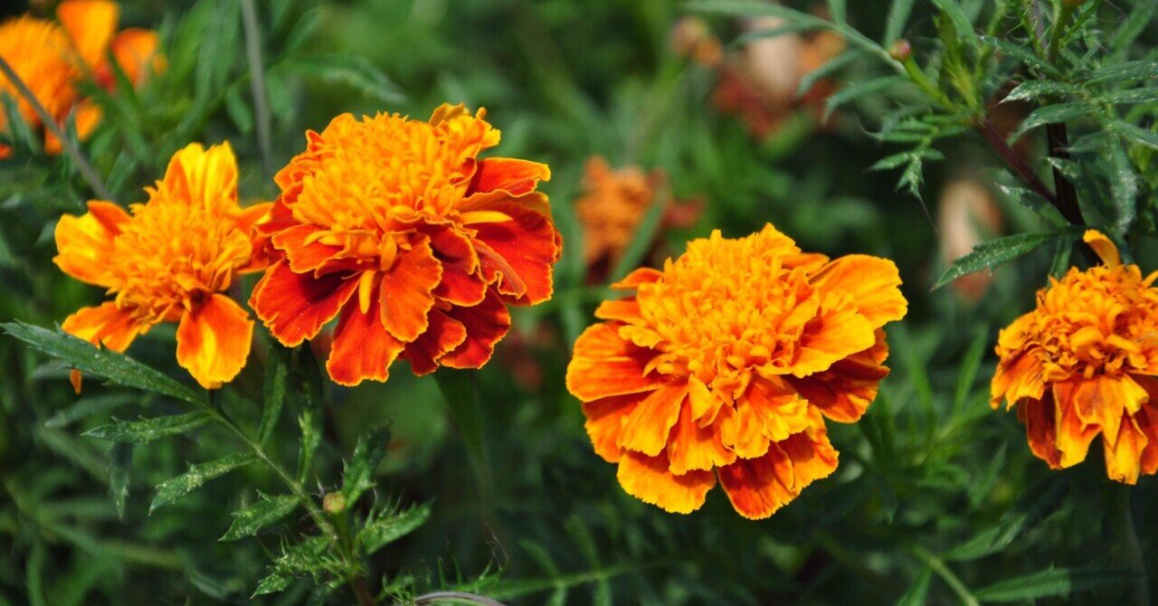 マリーゴールド 《詩》｜seiji_arita