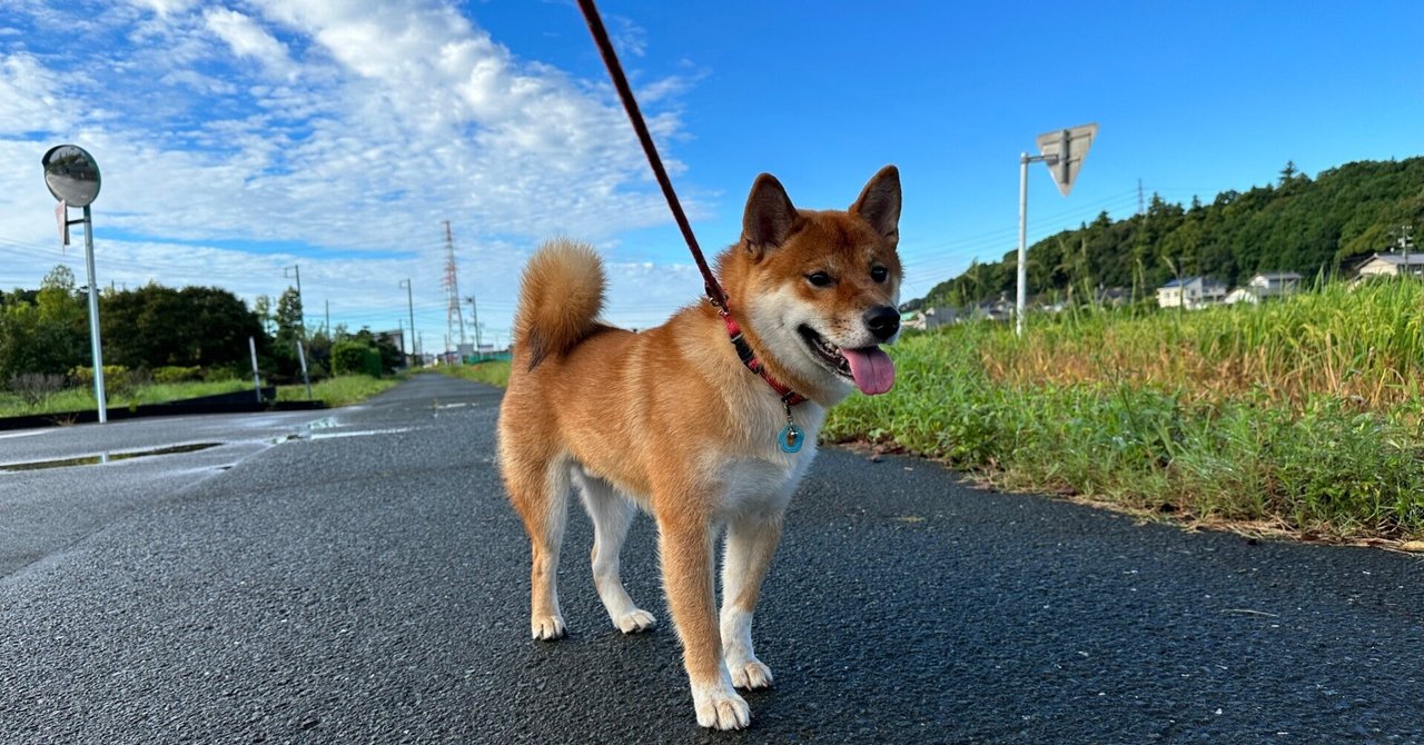 こなつチャンネル(48)ぼくは元気だよ！｜NicePapa 平野 尚志