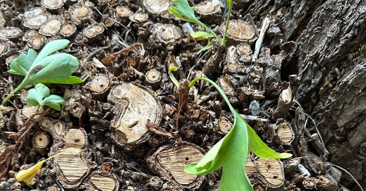 変化のプロセスと愛の姿｜Salii / サリー