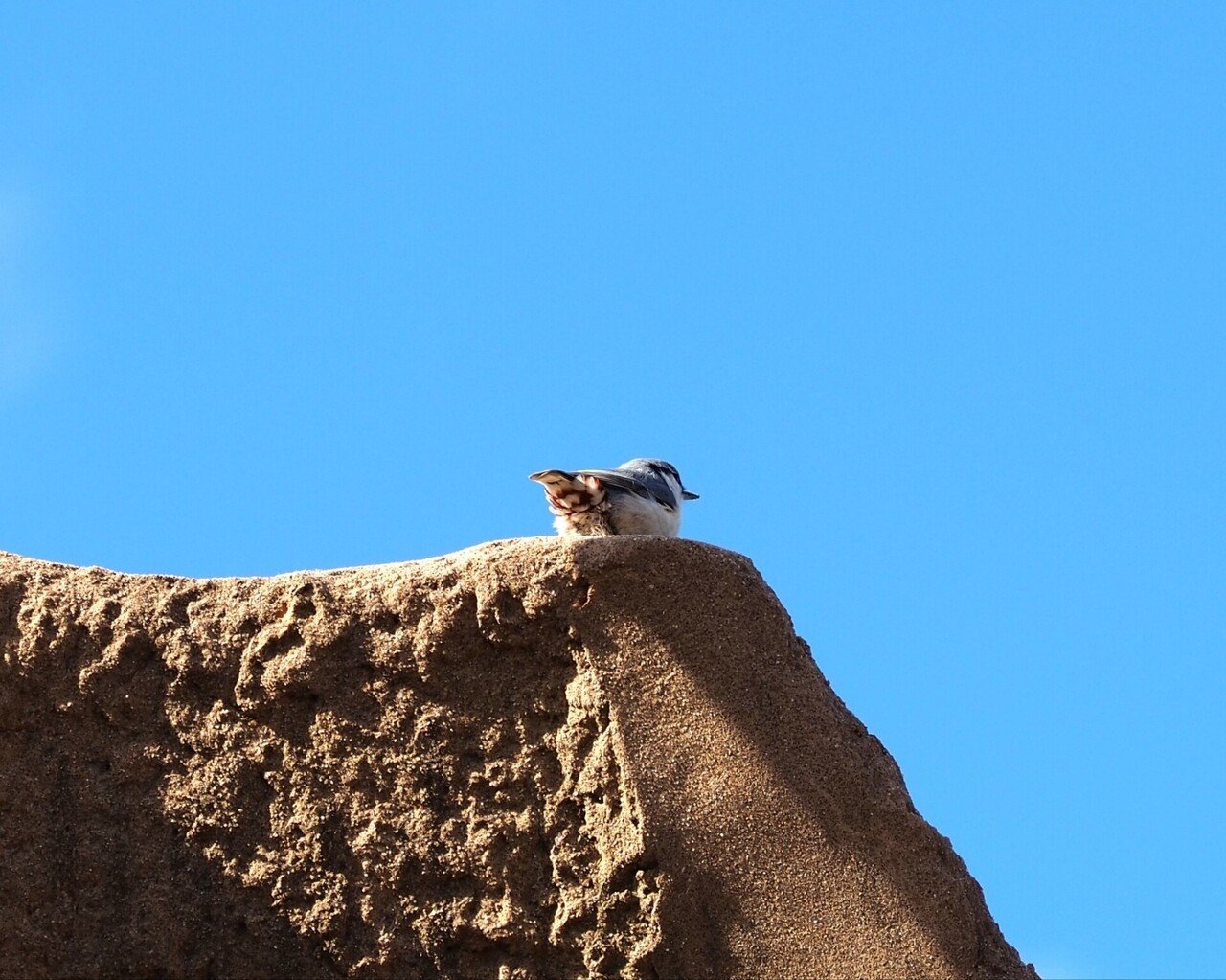 ゴジュウカラ｜azumi