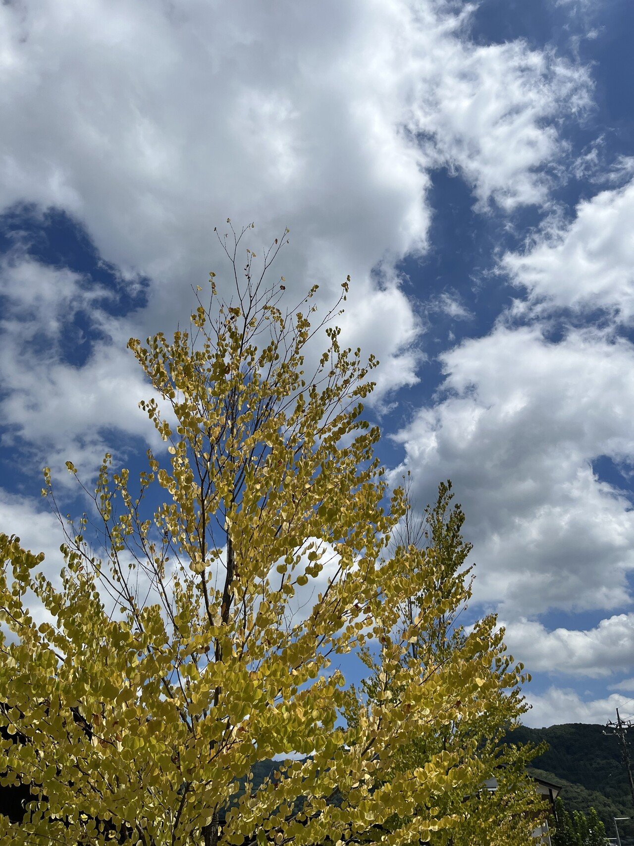 『おはようnote☘️9/27』 おはよう御座います^ ^ 今日も始まりましたね‼️ 今日も一日気をつけて、 いってらっしゃい^ ^ ｜Ryosuke Matsusima